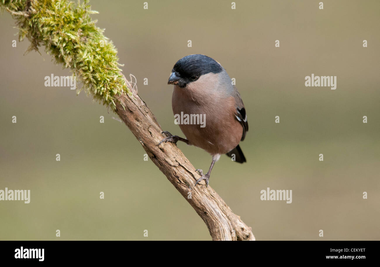 Female bullfinch hi-res stock photography and images - Alamy