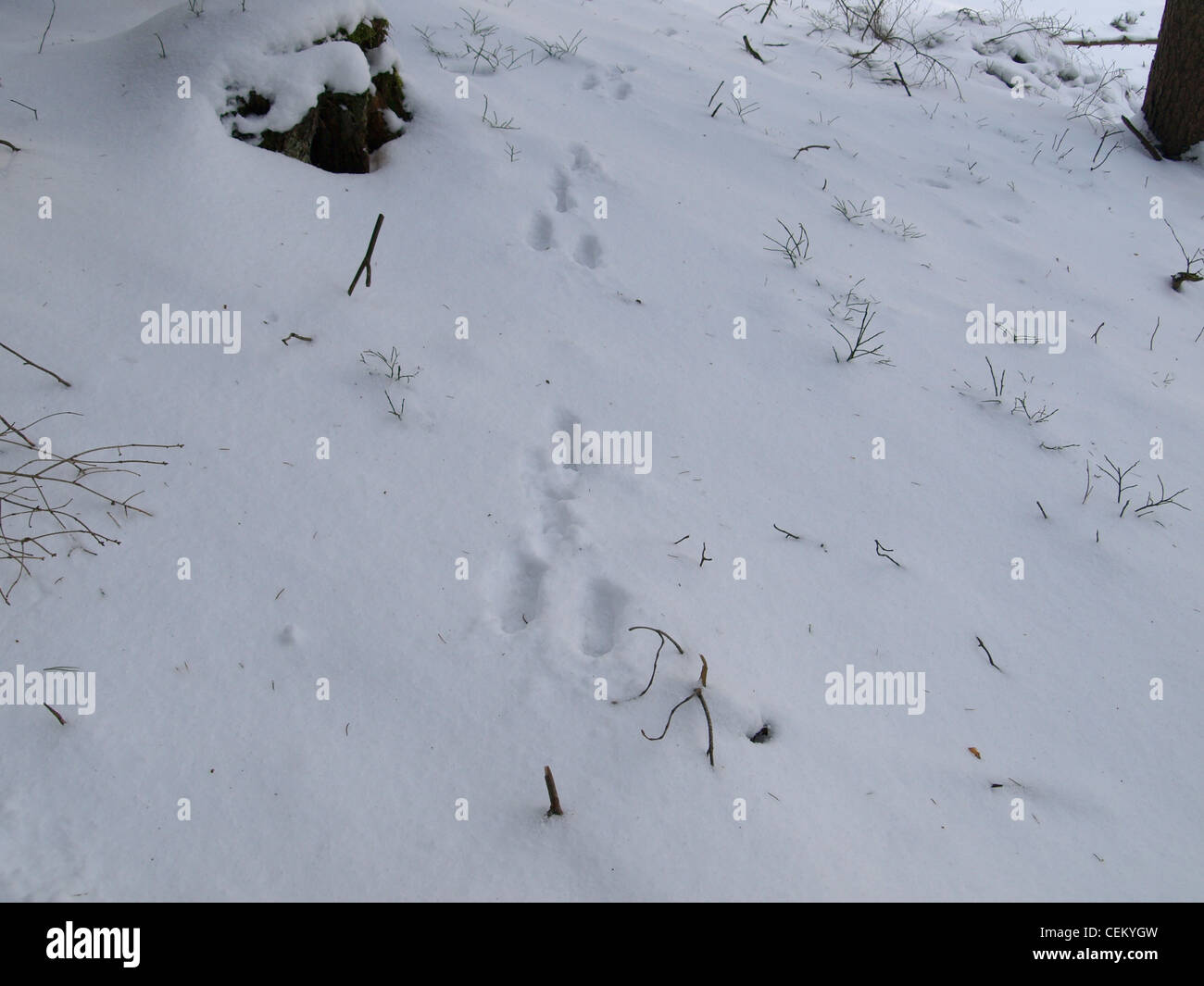 Rabbit spoor hi-res stock photography and images - Alamy