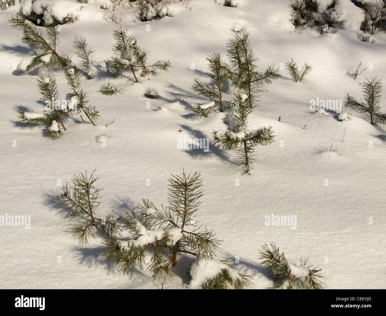 snowy wood / verschneiter Wald Stock Photo - Alamy