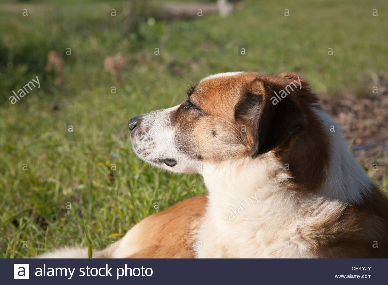 Dog Laying In The Sun High Resolution Stock Photography and Images - Alamy