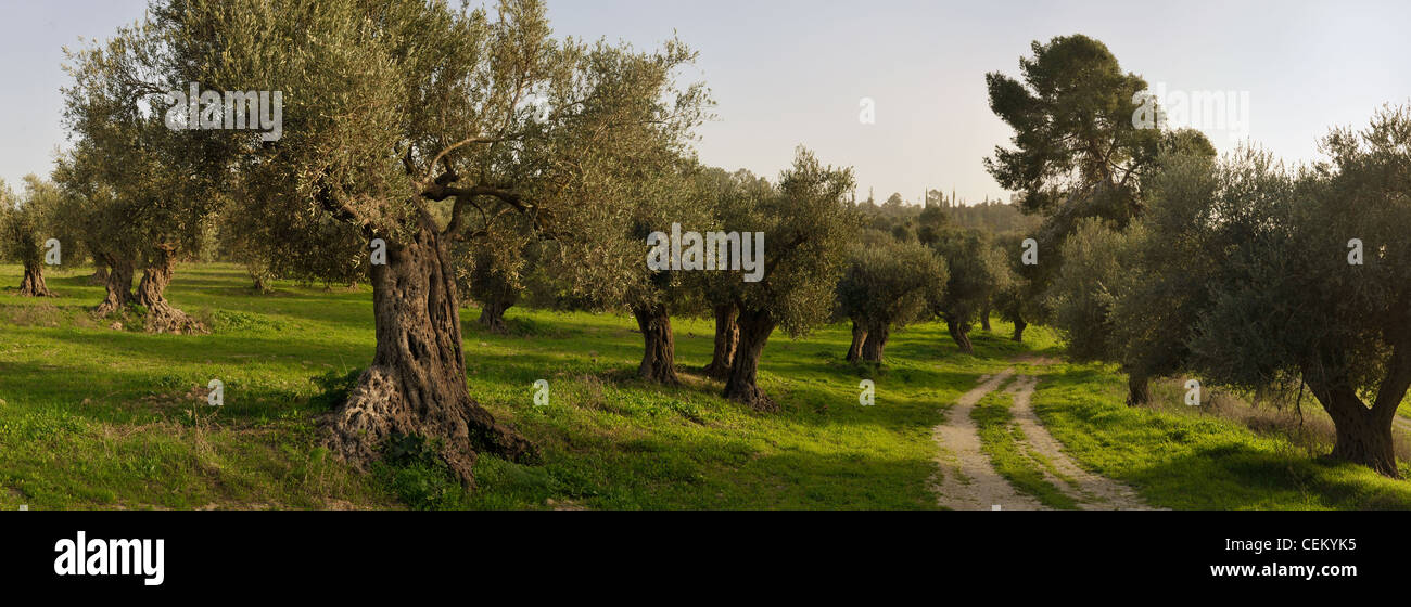 Grove of the ancient olive trees in Judea Hills, Israel Stock Photo - Alamy
