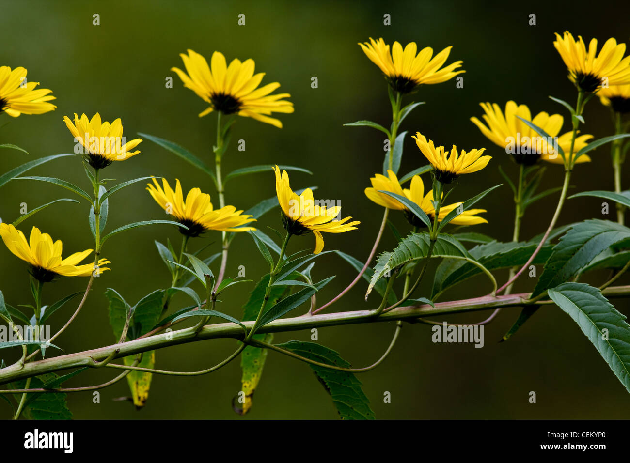 Giant sunflower hi-res stock photography and images - Alamy