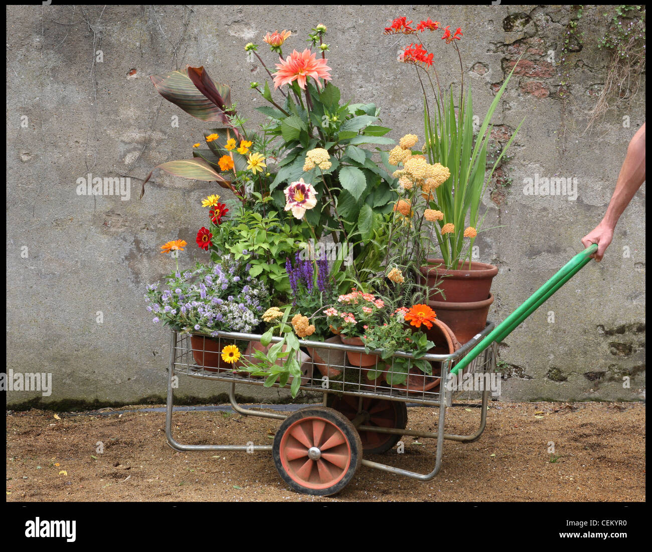 Perk up hi-res stock photography and images - Alamy