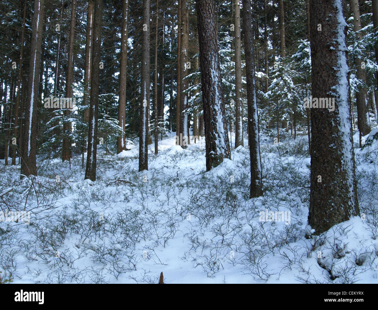snowy wood / verschneiter Wald Stock Photo - Alamy