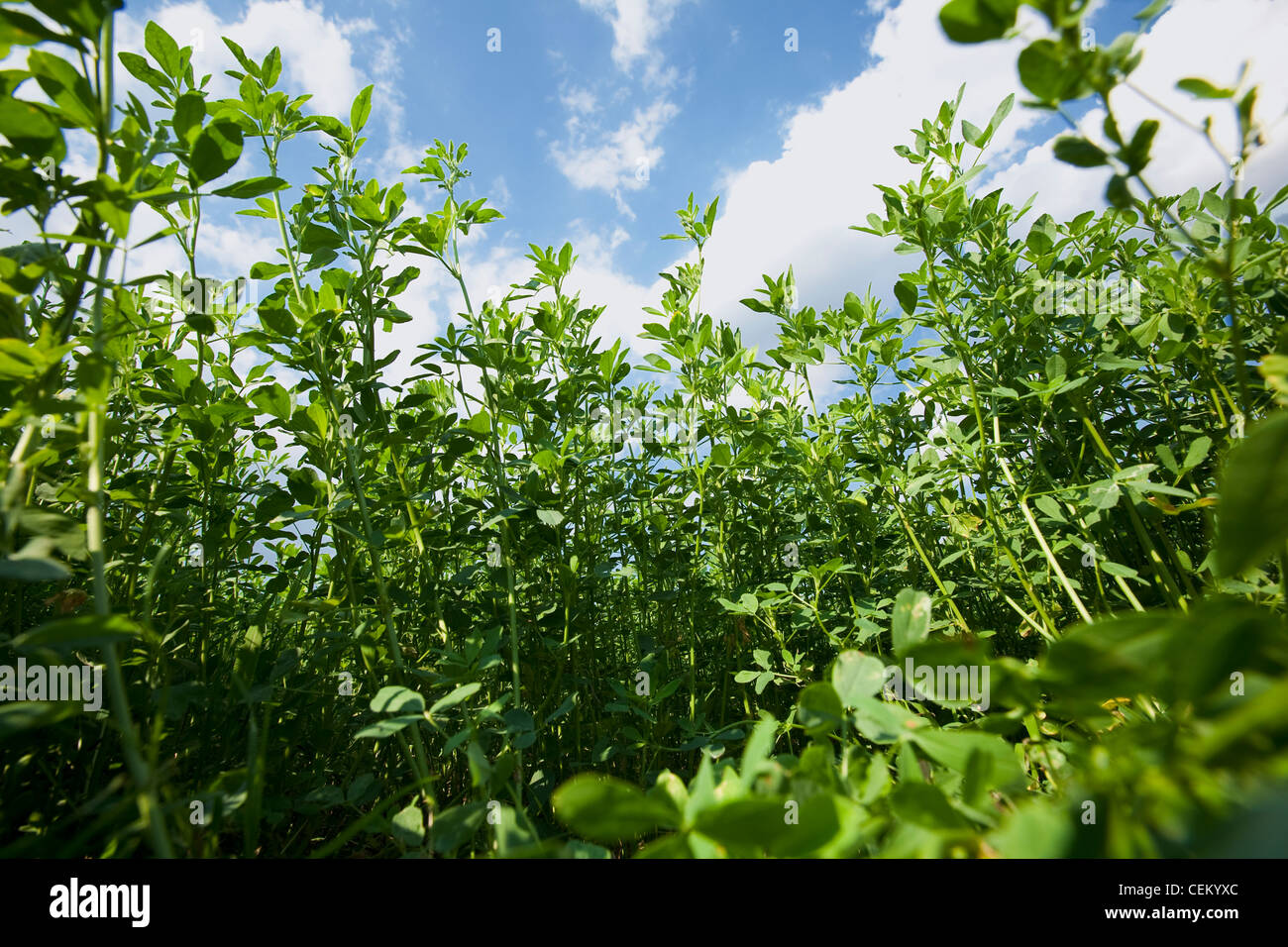 Mature growth alfalfa hi-res stock photography and images - Alamy