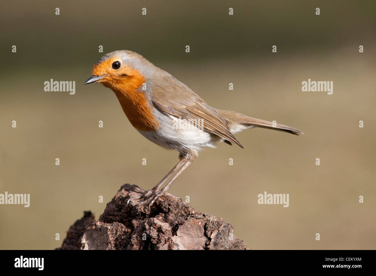 Top of a stump hi-res stock photography and images - Alamy