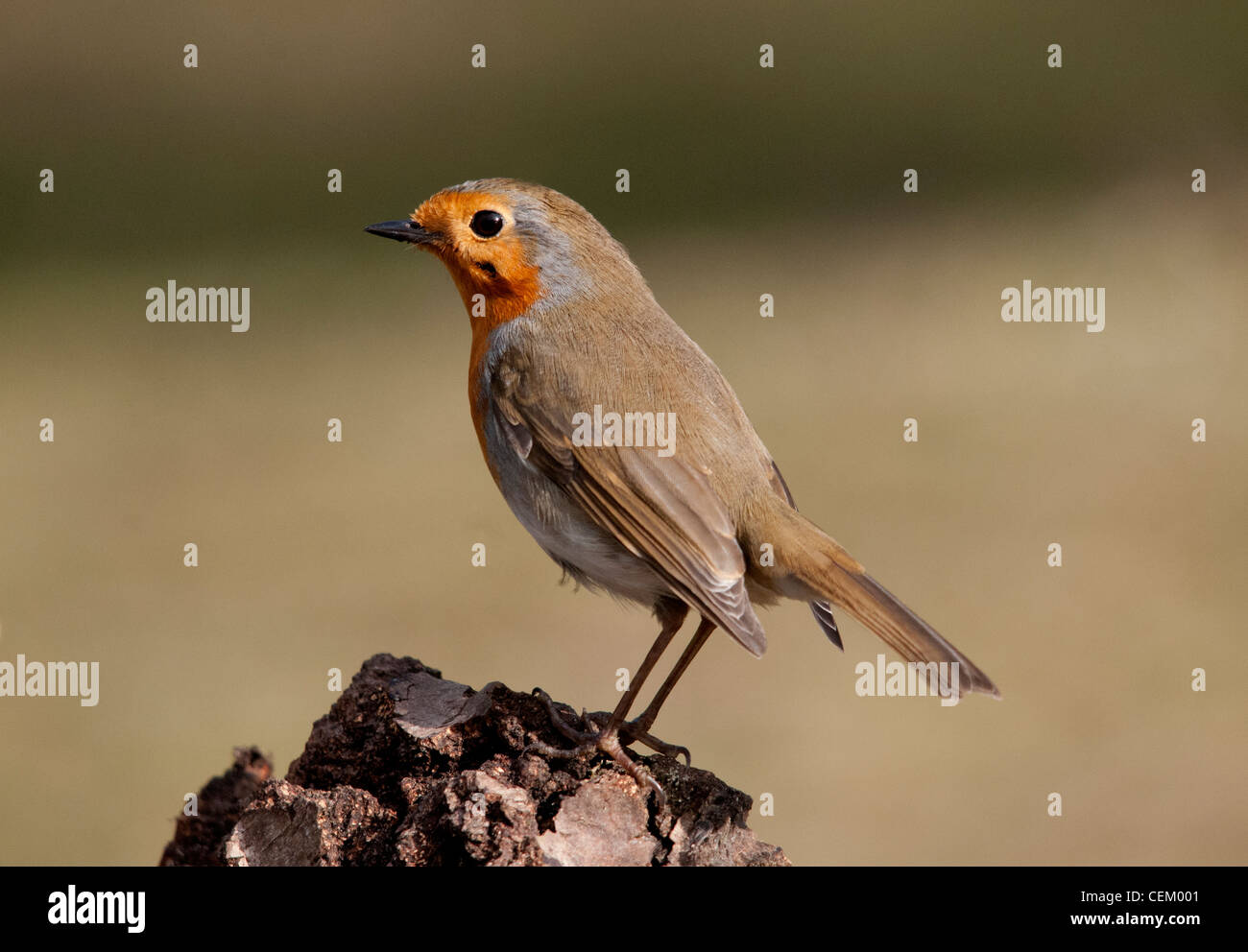 Robin sitting on top hi-res stock photography and images - Alamy