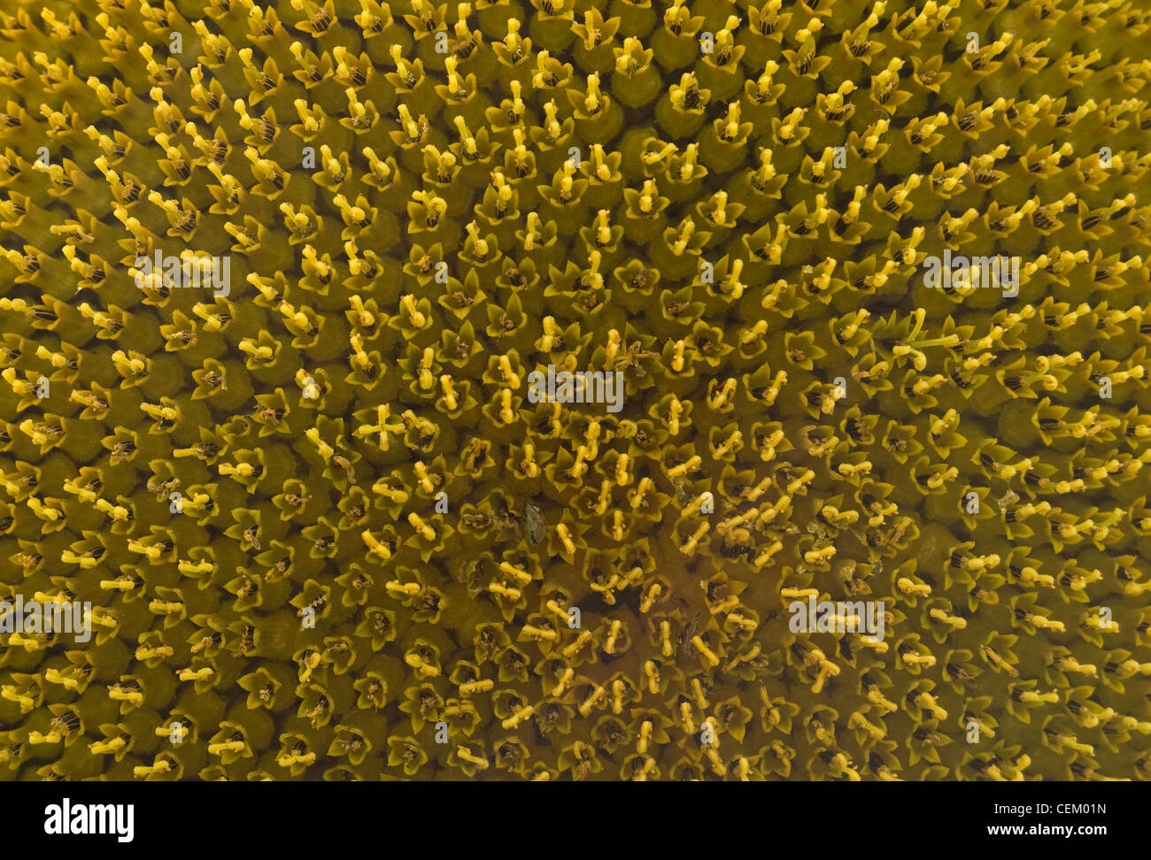 Sunflower texture hi-res stock photography and images - Alamy