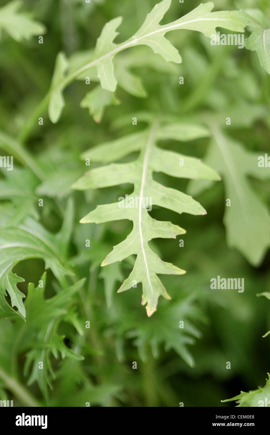 A close up of Sky rocket herb at the Chelsea Flower Show Stock Photo ...