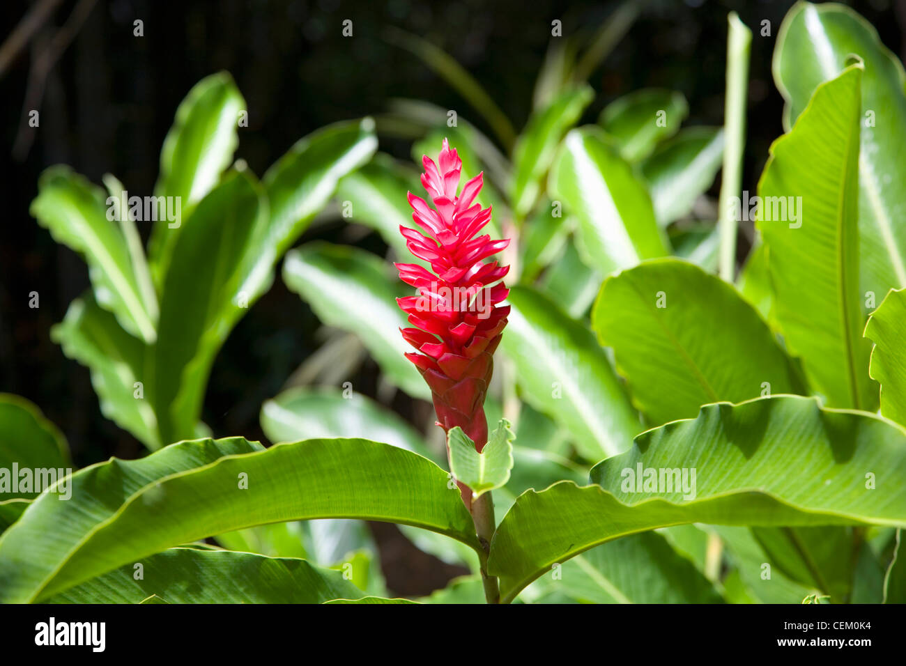 Anse Royale, Mahé, Seychelles. Red ginger (Alpinia purpurata) at the Jardin du Roi spice garden ...