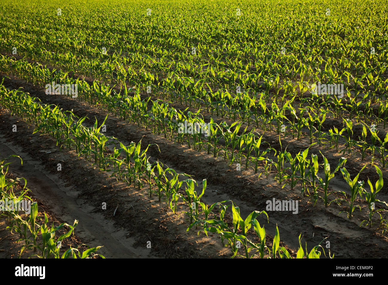 Early stage vegetable growth hi-res stock photography and images - Alamy