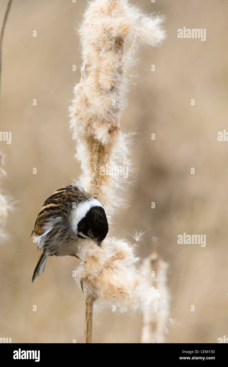 Male Reed Bunting (Emberiza schoeniclus) on Reedmace head Stock Photo ...