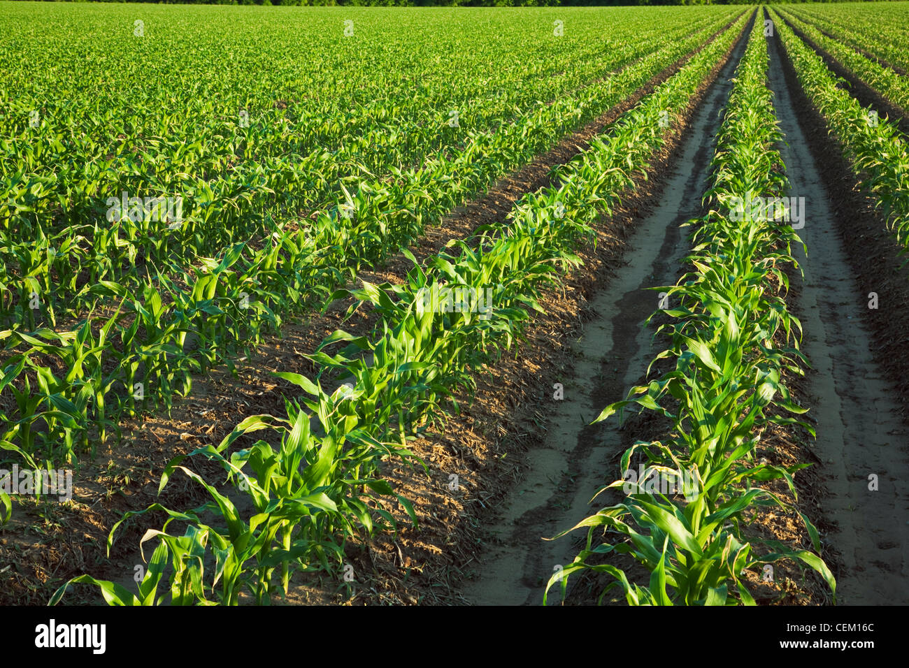 Grain corn tassel hi-res stock photography and images - Alamy Grain corn tassel hi-res stock photography and images - Alamy