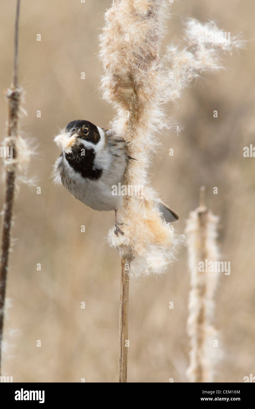 Male Reed Bunting (Emberiza schoeniclus) on Reedmace head Stock Photo ...