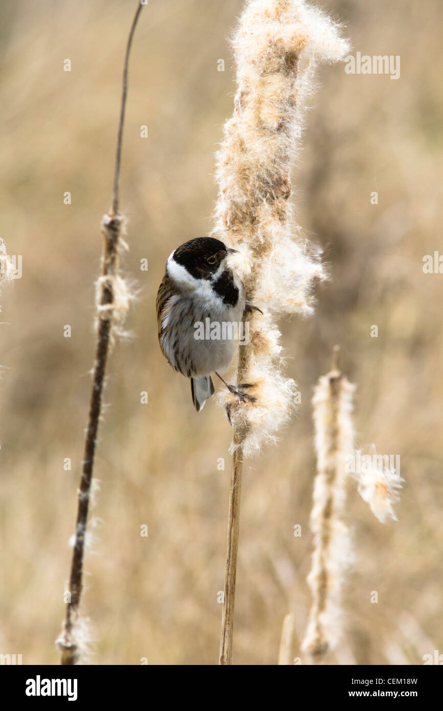 Male Reed Bunting (Emberiza schoeniclus) on Reedmace head Stock Photo ...
