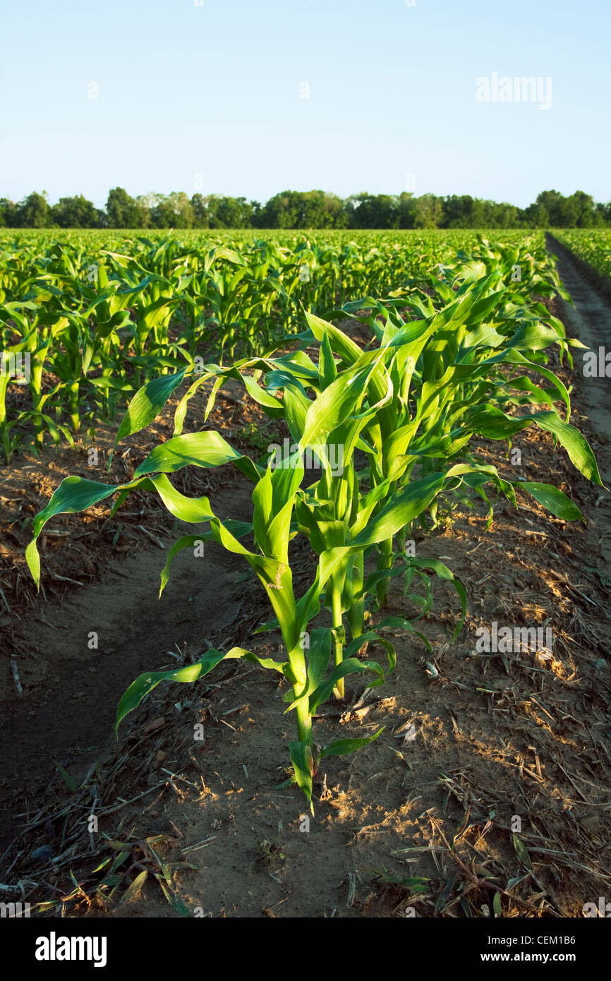 Pre tassel stage hi-res stock photography and images - Alamy