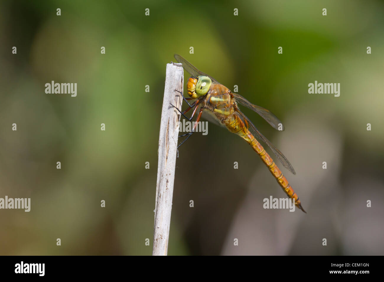 Male Norfolk Hawker (Aeshna isoceles) dragonfly perched Stock Photo - Alamy
