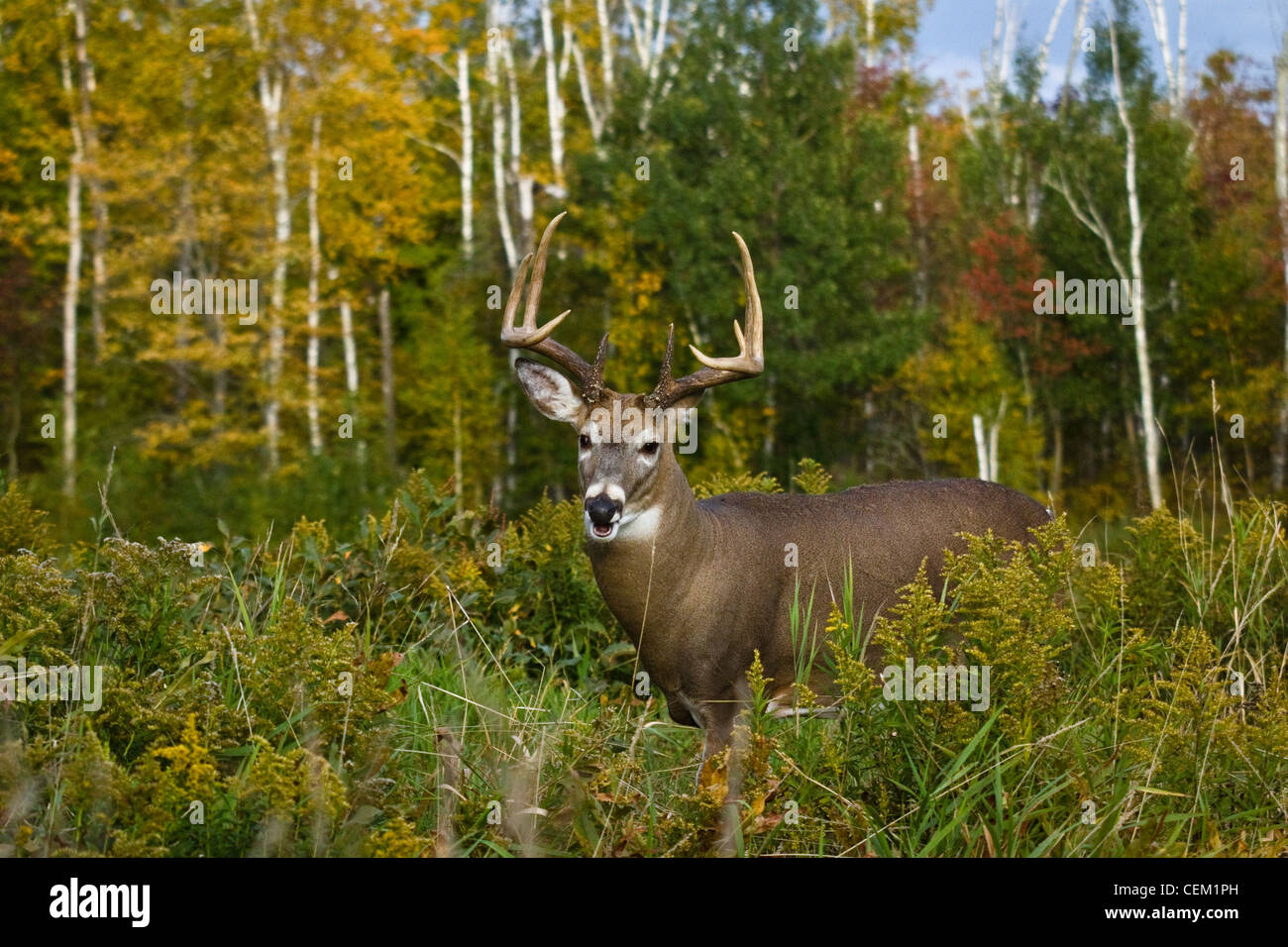 Fall whitetail buck field hi-res stock photography and images - Alamy