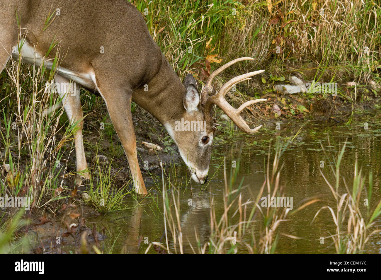 White-tailed buck taking a drink from a pond Stock Photo - Alamy