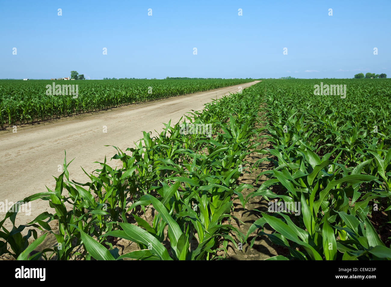 Mid growth grain corn plants at the pre tassel stage, twin row planted ...