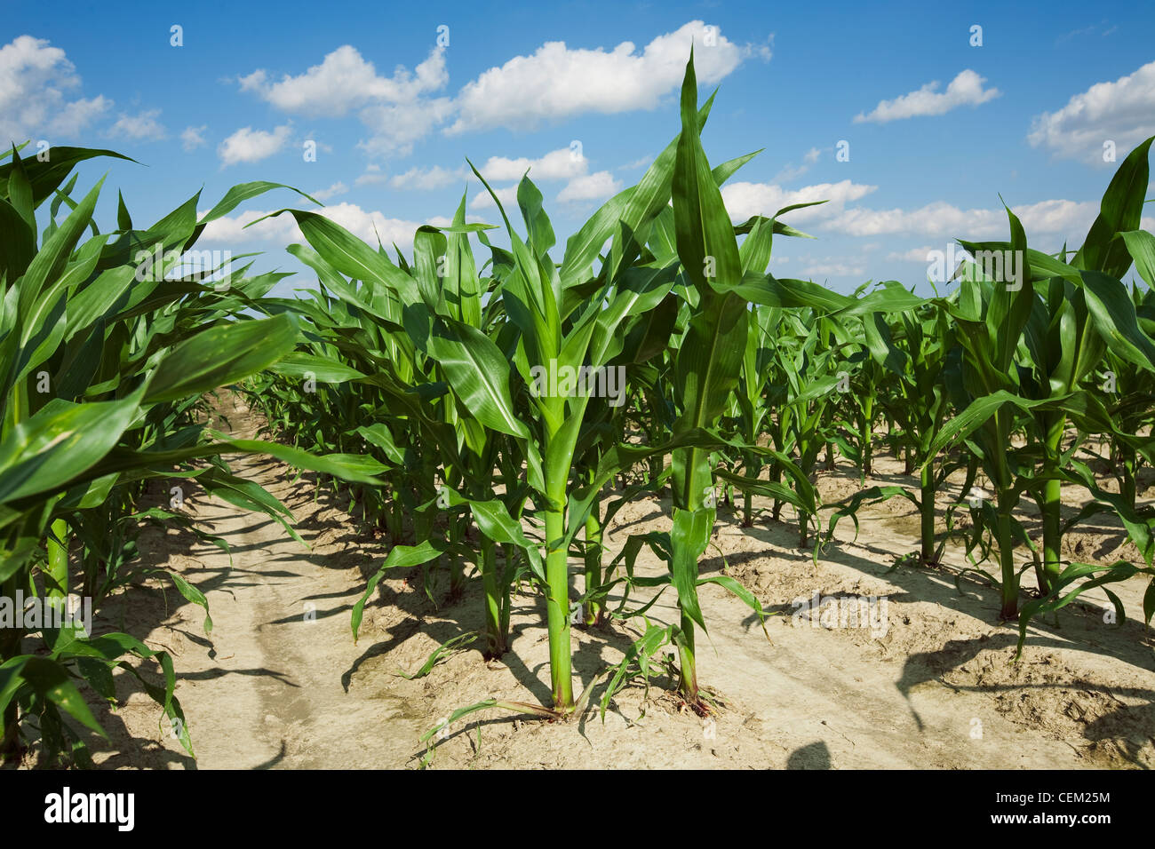 Mid growth grain corn plants at the pre tassel stage, twin row planted ...
