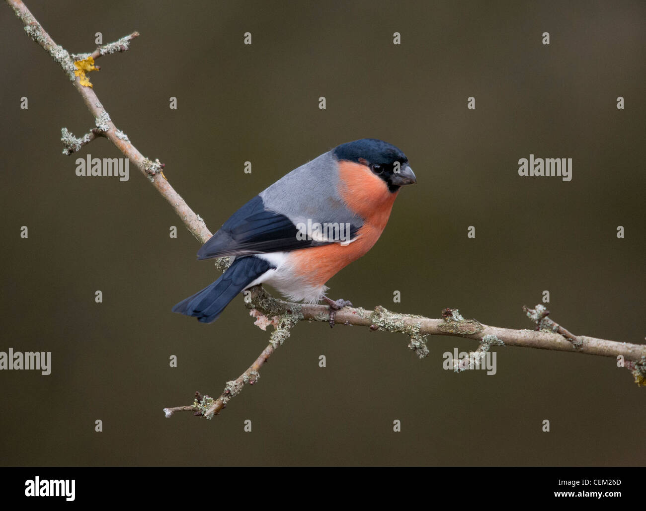 Twig with male hi-res stock photography and images - Alamy