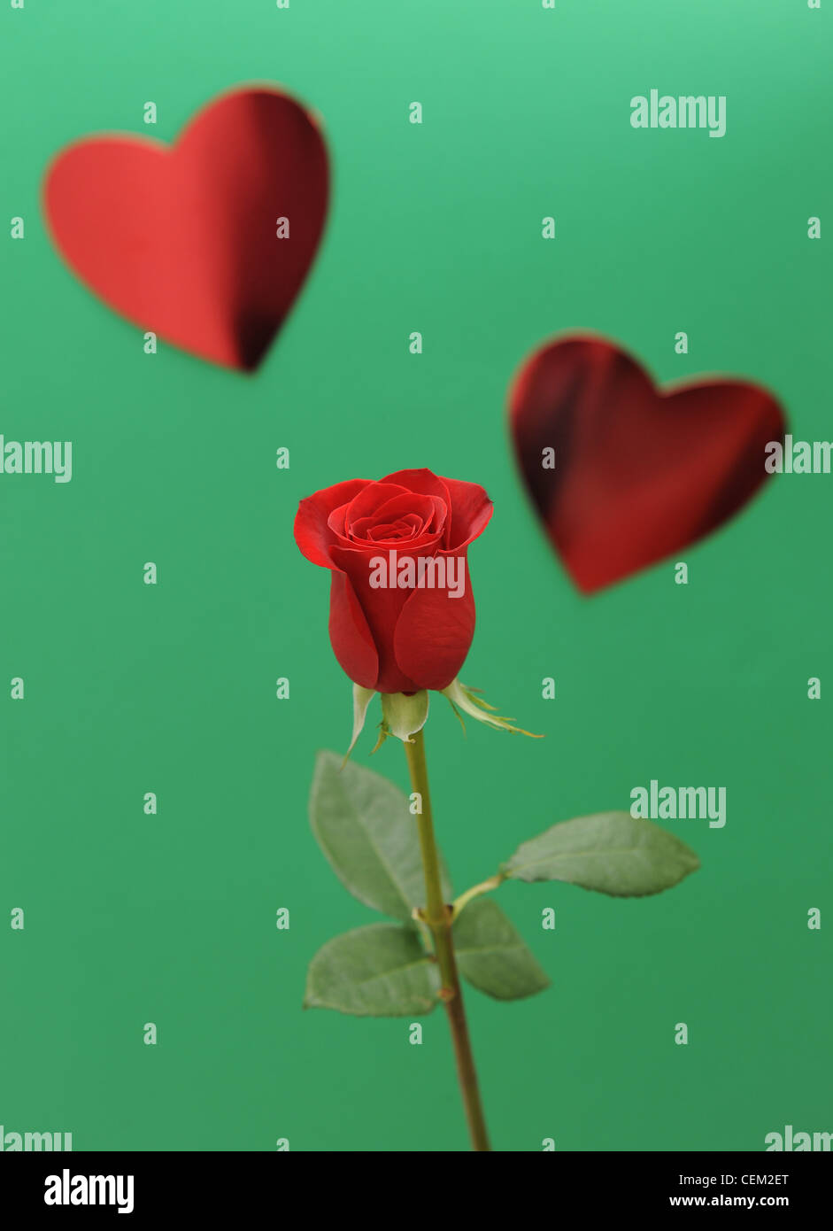 A still life image of red rose and two red hearts on green background ...