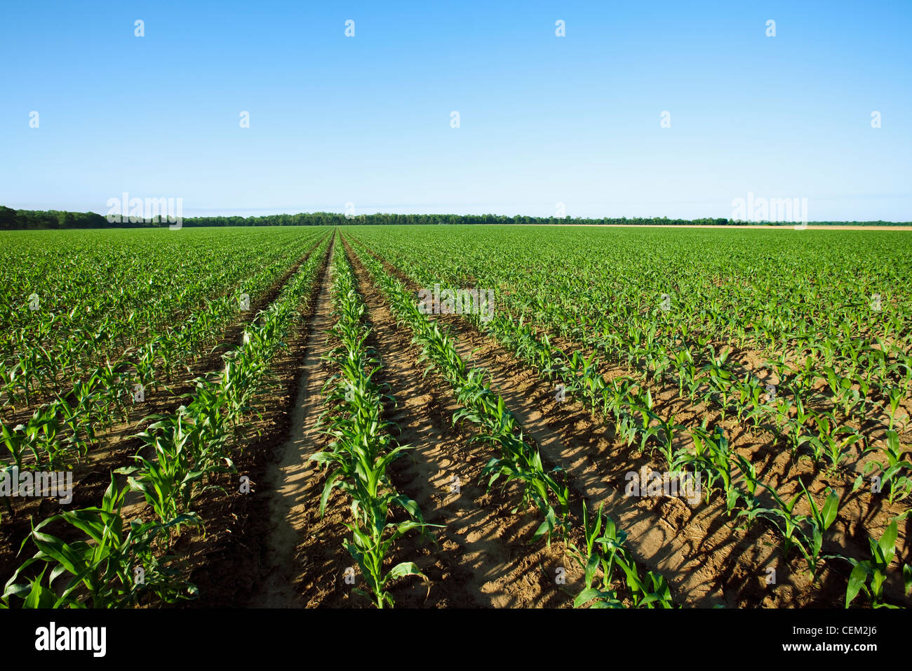Agriculture - Large field of mid growth grain corn plants at ...