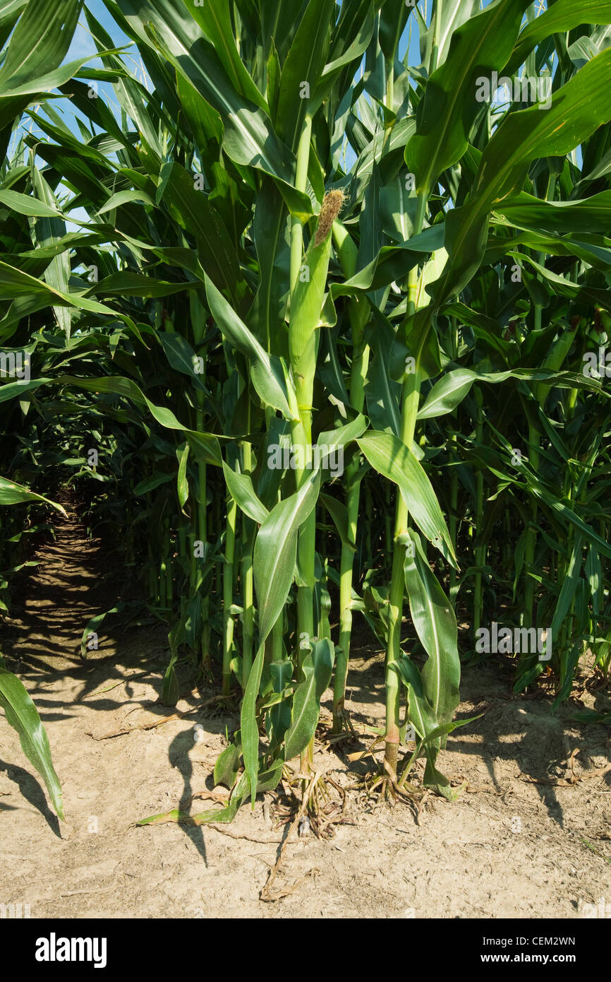 Twin row planted mid growth grain corn plants at the post tassel stage ...