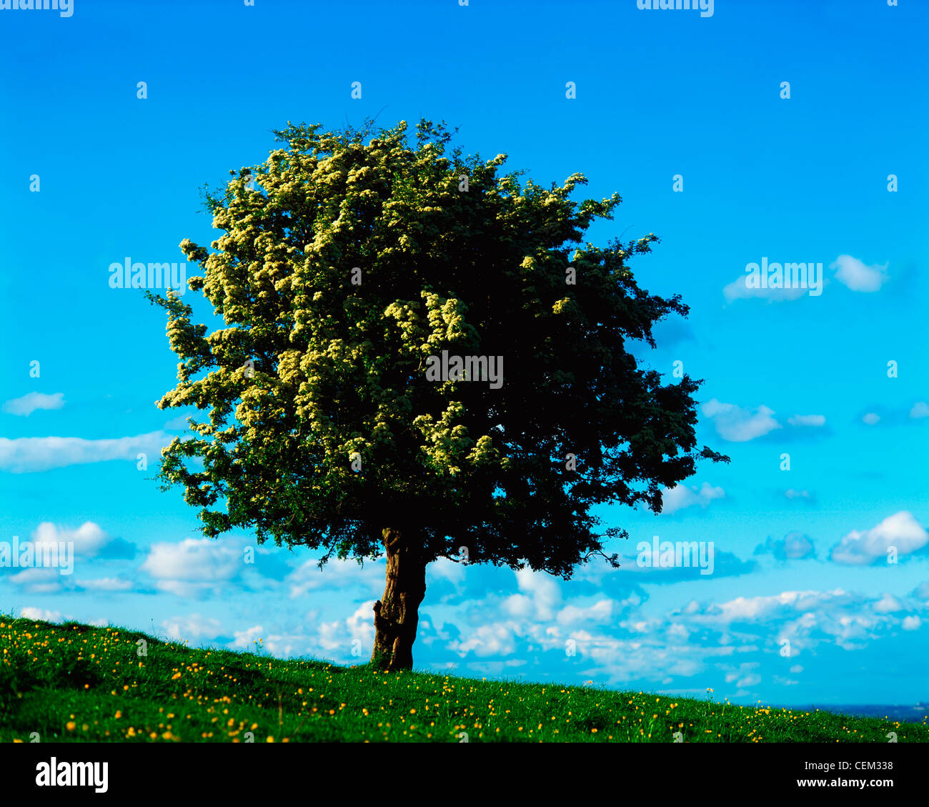 Hawthorn trees ireland hi-res stock photography and images - Alamy