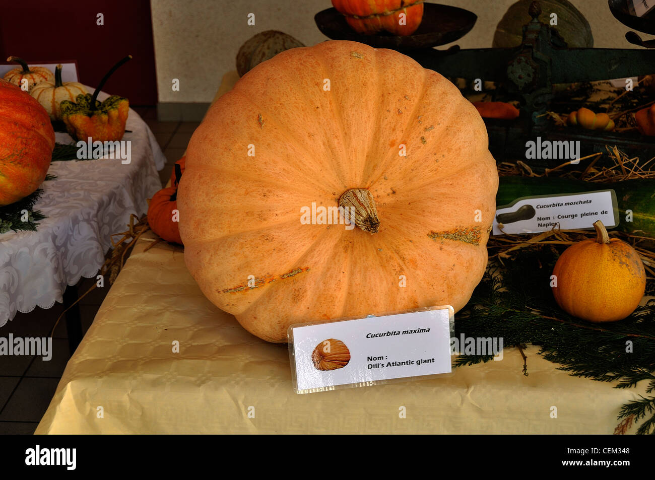 Giant dill hi-res stock photography and images - Alamy
