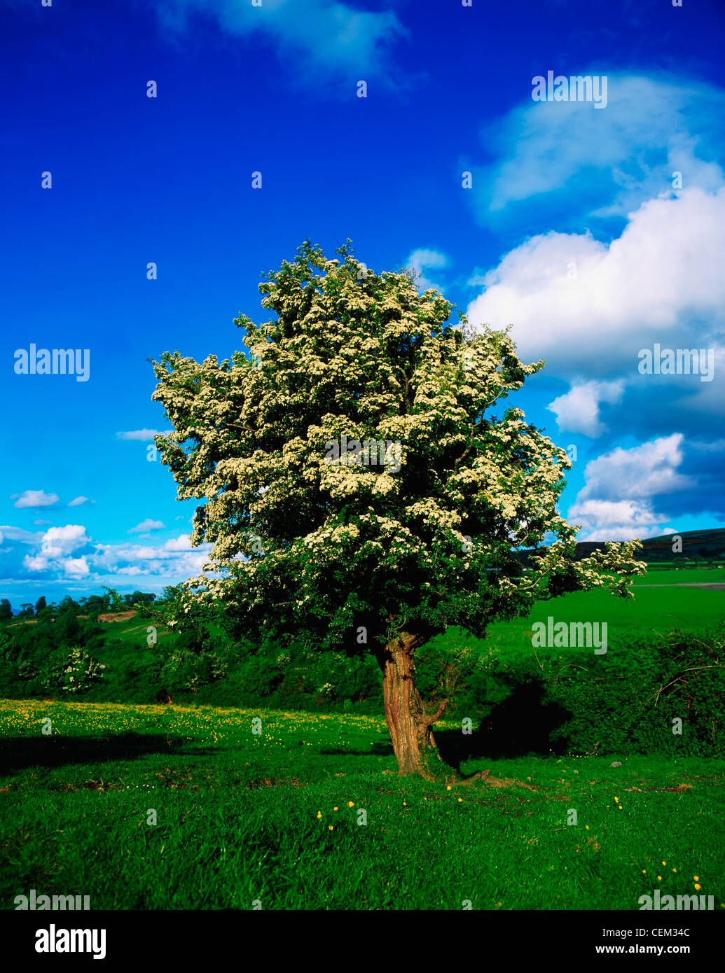 Hawthorns in spring hi-res stock photography and images - Alamy