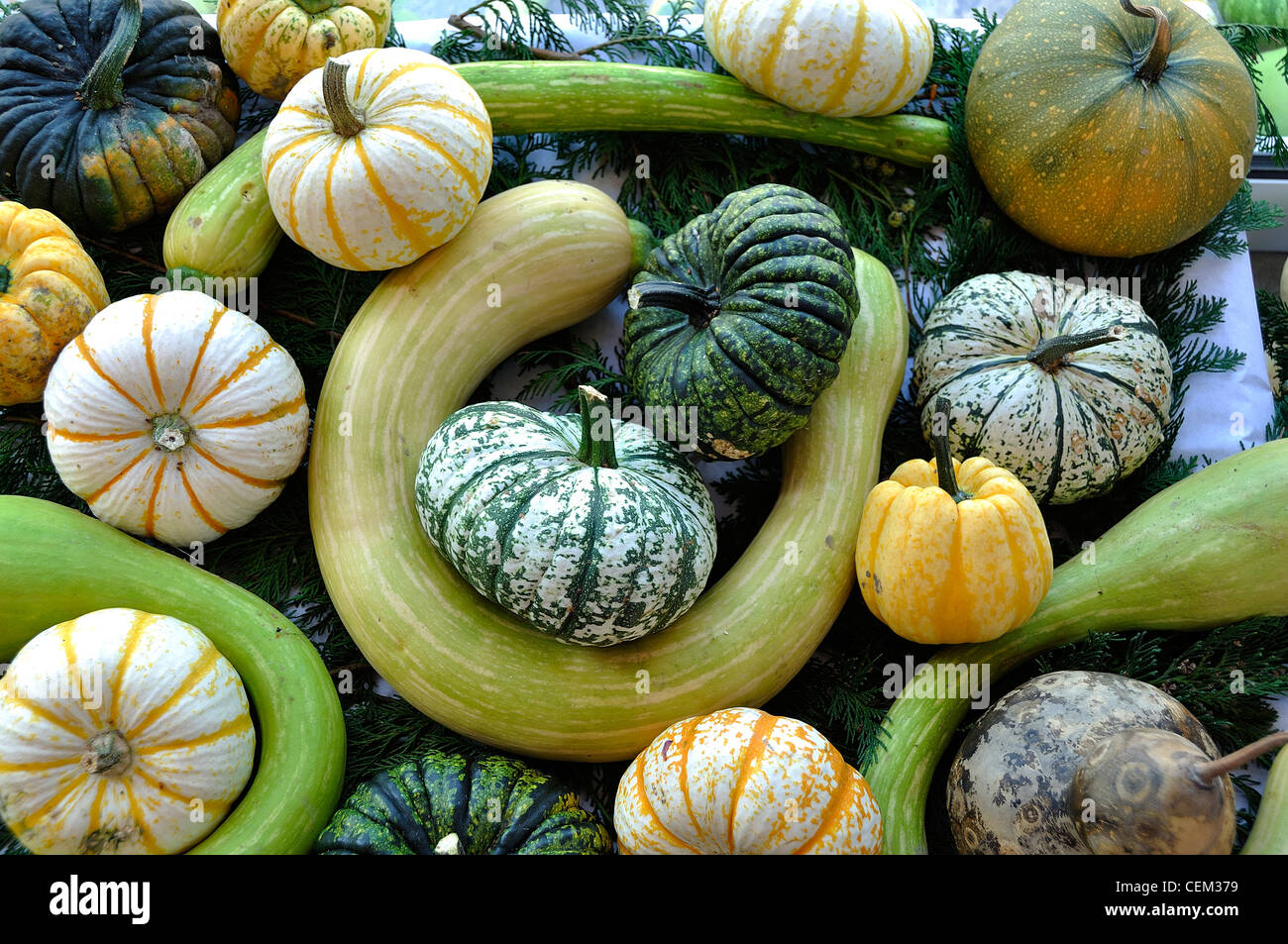 Various variety of squashes and neck pumpkins (Cucurbita moschata Stock ...