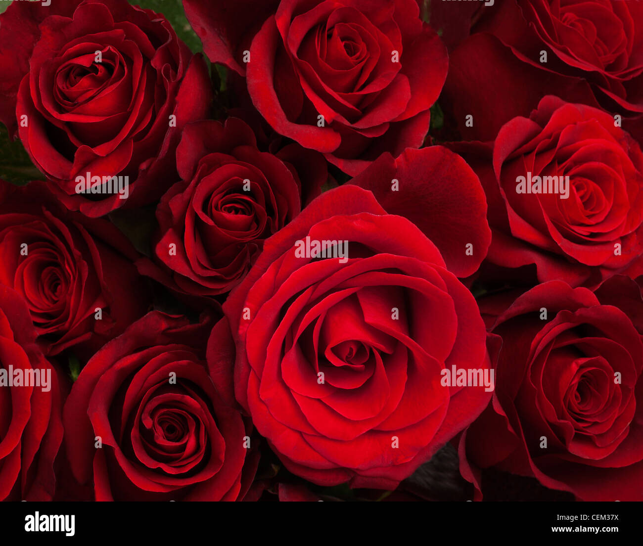 Group of red roses Stock Photo - Alamy