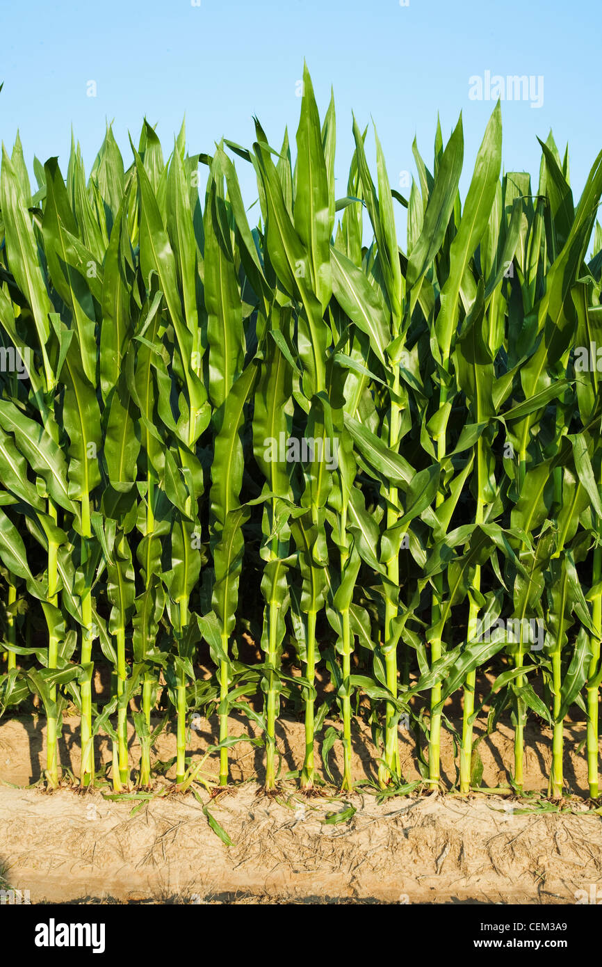 Agriculture - Sideview of a row of mid growth grain corn plants at the ...