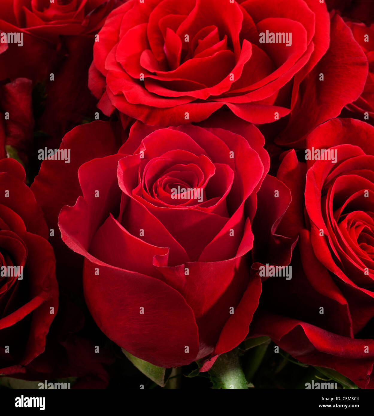Group of red roses Stock Photo - Alamy