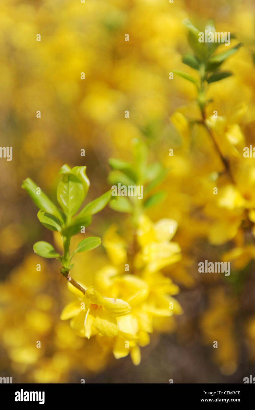Close up image of yellow tree blossom Stock Photo - Alamy
