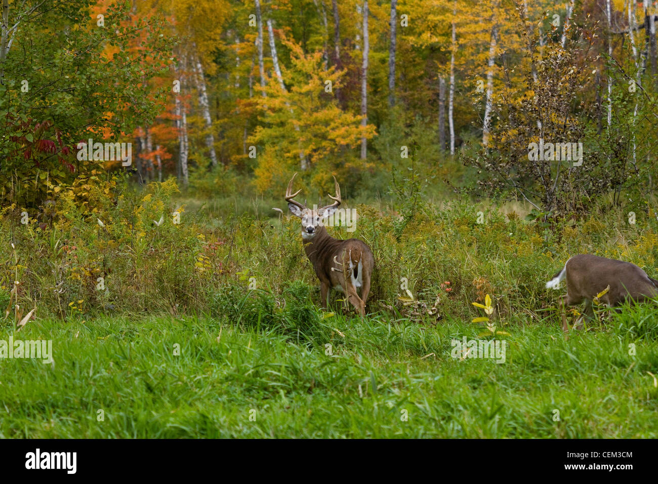 White-tailed buck in autumn Stock Photo - Alamy