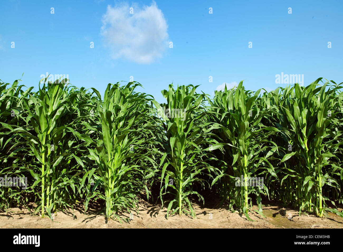 Agriculture - Mid growth grain corn plants at the pre tassel stage ...