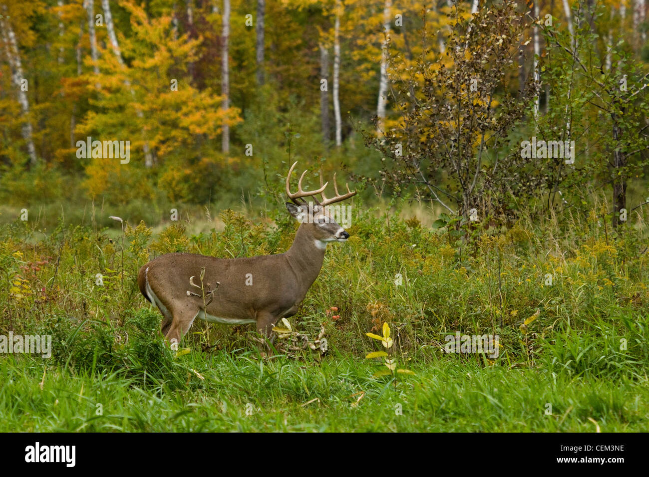 Impressive wildlife hi-res stock photography and images - Alamy