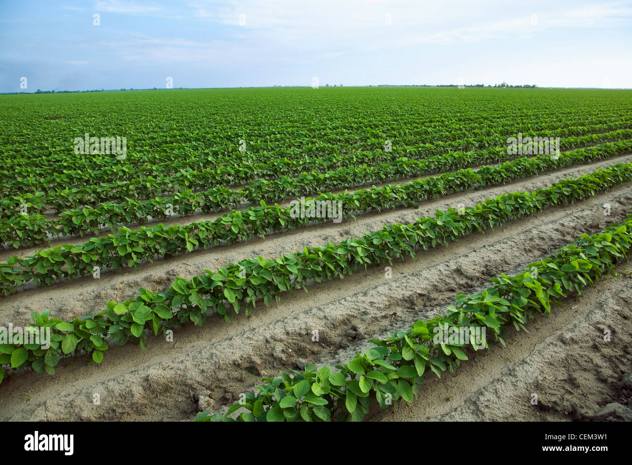 Agriculture - Large field of early growth soybean plants at ...