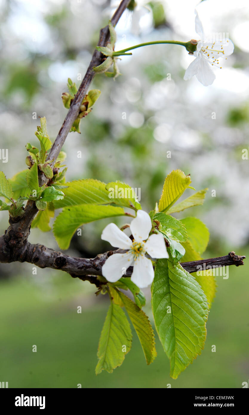 White cherry tree blossom Stock Photo - Alamy