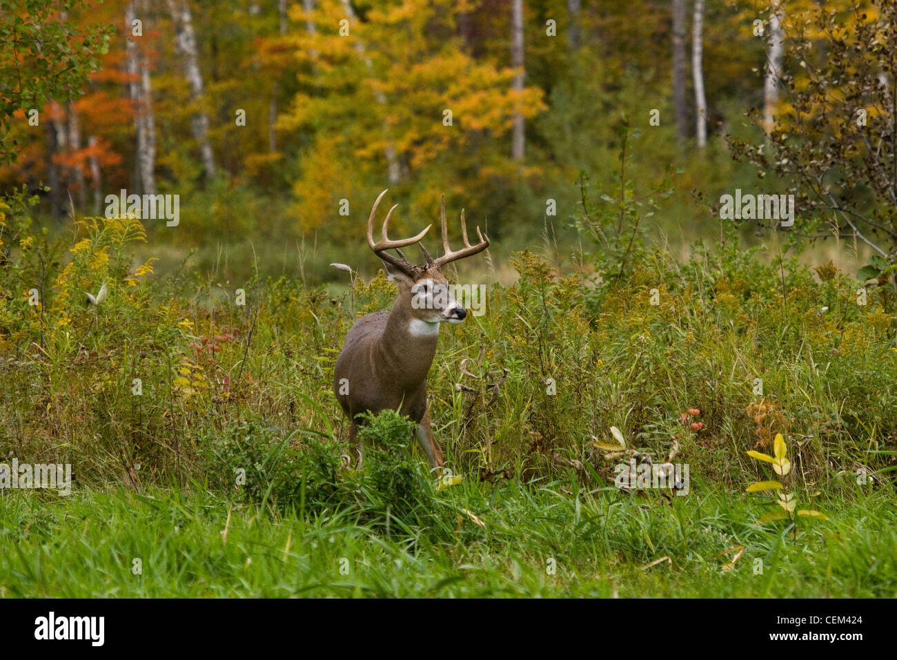 White-tailed buck in autumn Stock Photo - Alamy