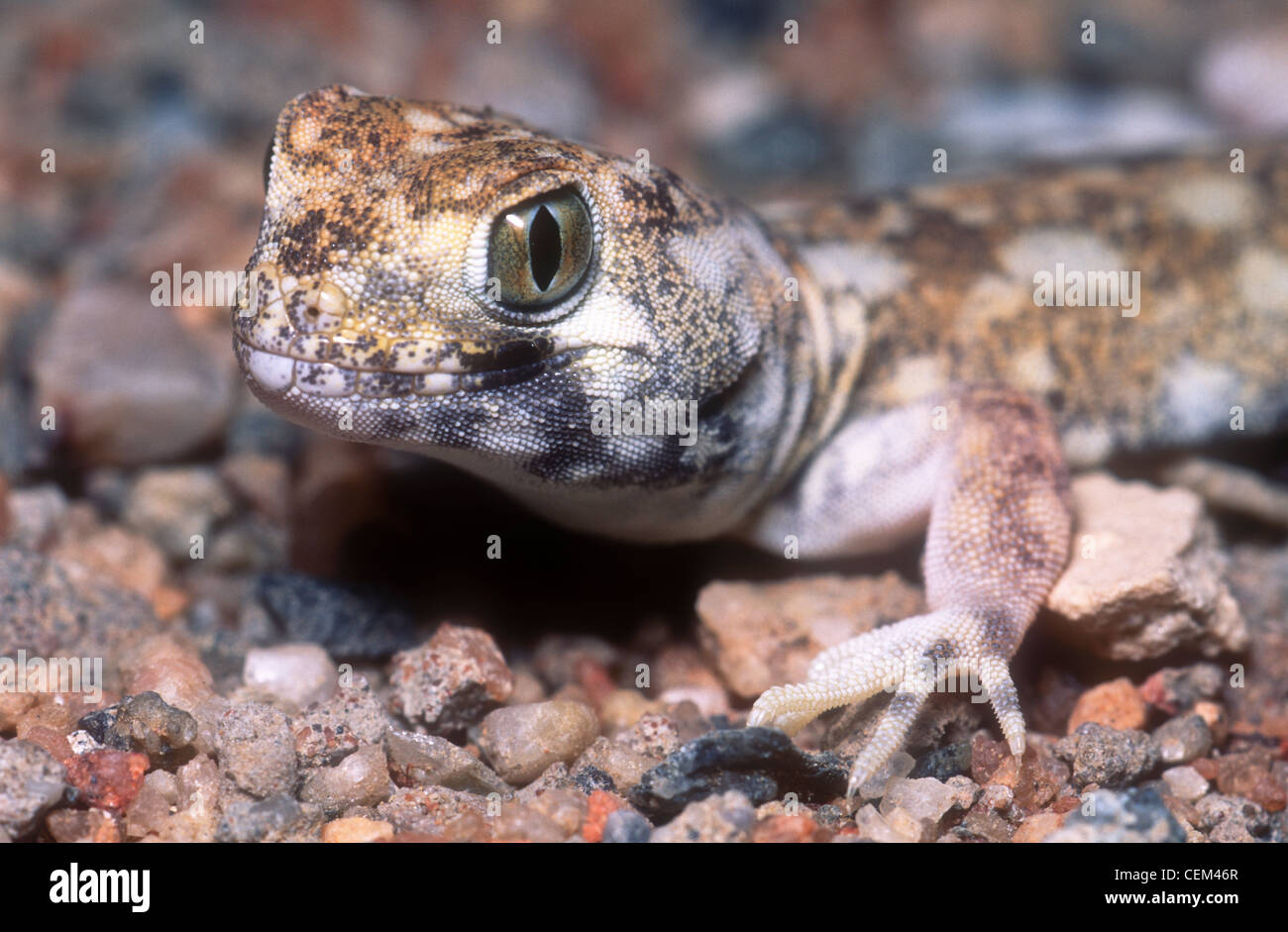 Ptenopus garrulus hi-res stock photography and images - Alamy