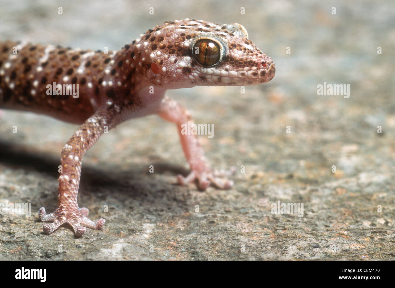 Cape thick-toed gecko Pachydactylus capensis Namaqualand South Africa ...