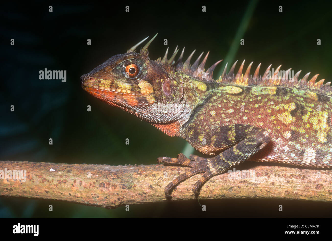 Armoured spiny lizard Acanthosaura armata Pulau Tioman West Malaysia ...