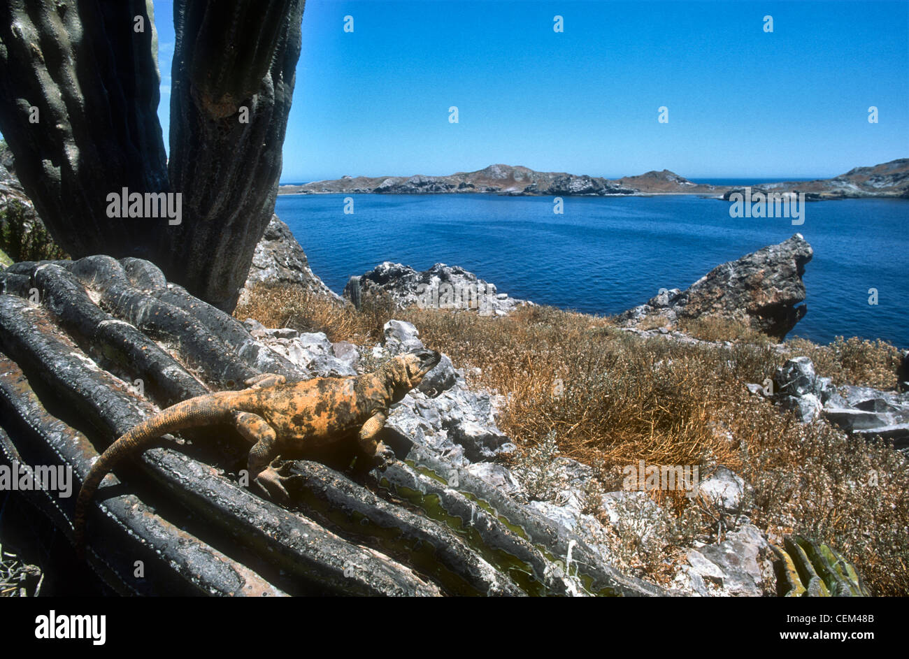 Giant chuckwalla, Sauromalus varius, Baja California, Mexico Stock ...