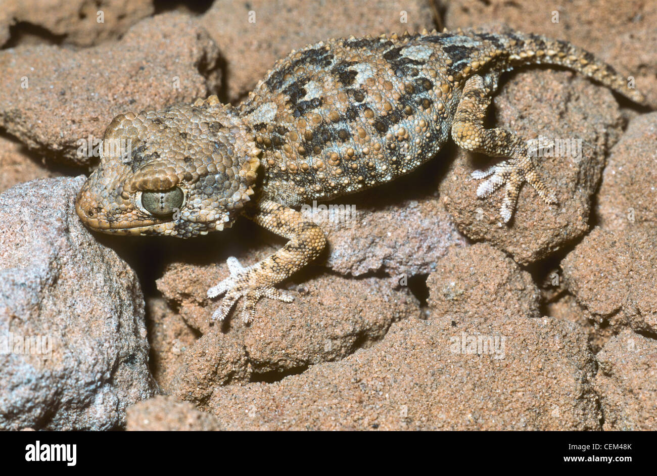 Helmeted gecko hi-res stock photography and images - Alamy