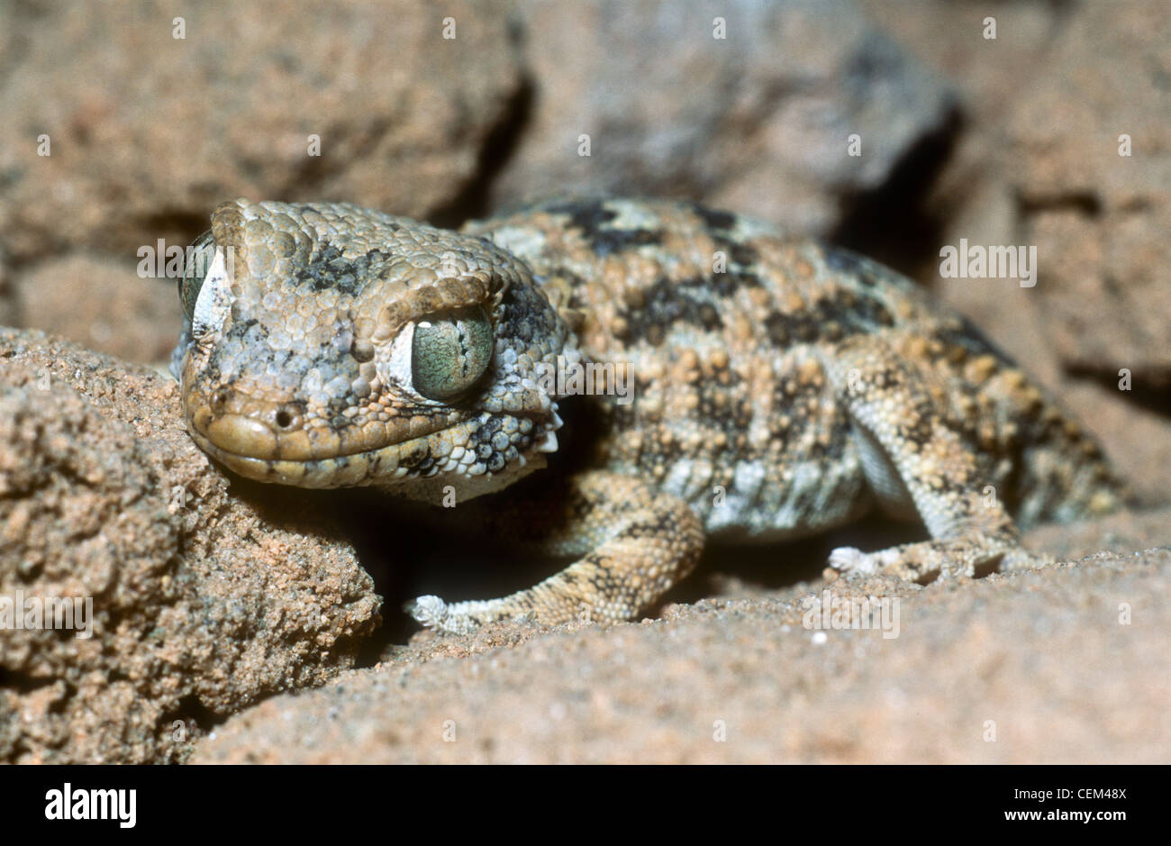 Helmeted gecko hi-res stock photography and images - Alamy