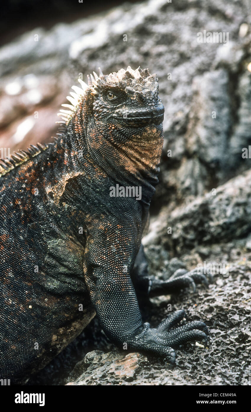 Marine Iguana, Amblyrhynchus cristatus cristatus, Punta Espinosa ...